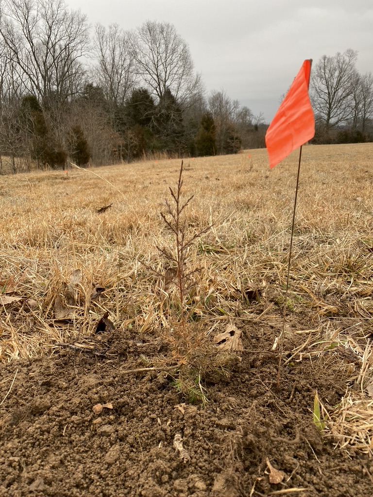 Planting Cedar Seedlings – Winter Wood Haven